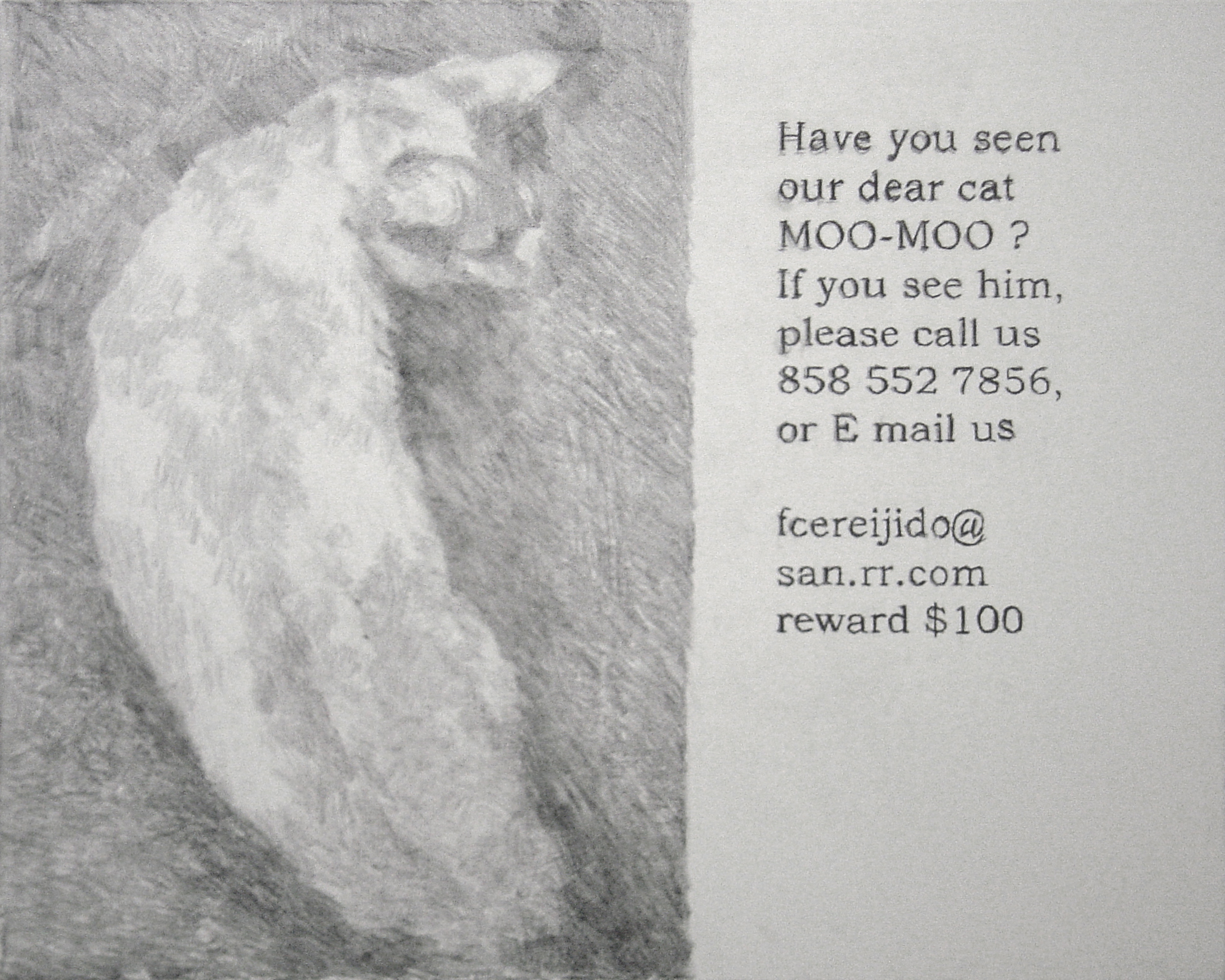 Lost Cats | ROBERT TWOMEY